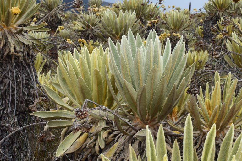 10 datos curiosos que no conocías de los Frailejones – La Supersona