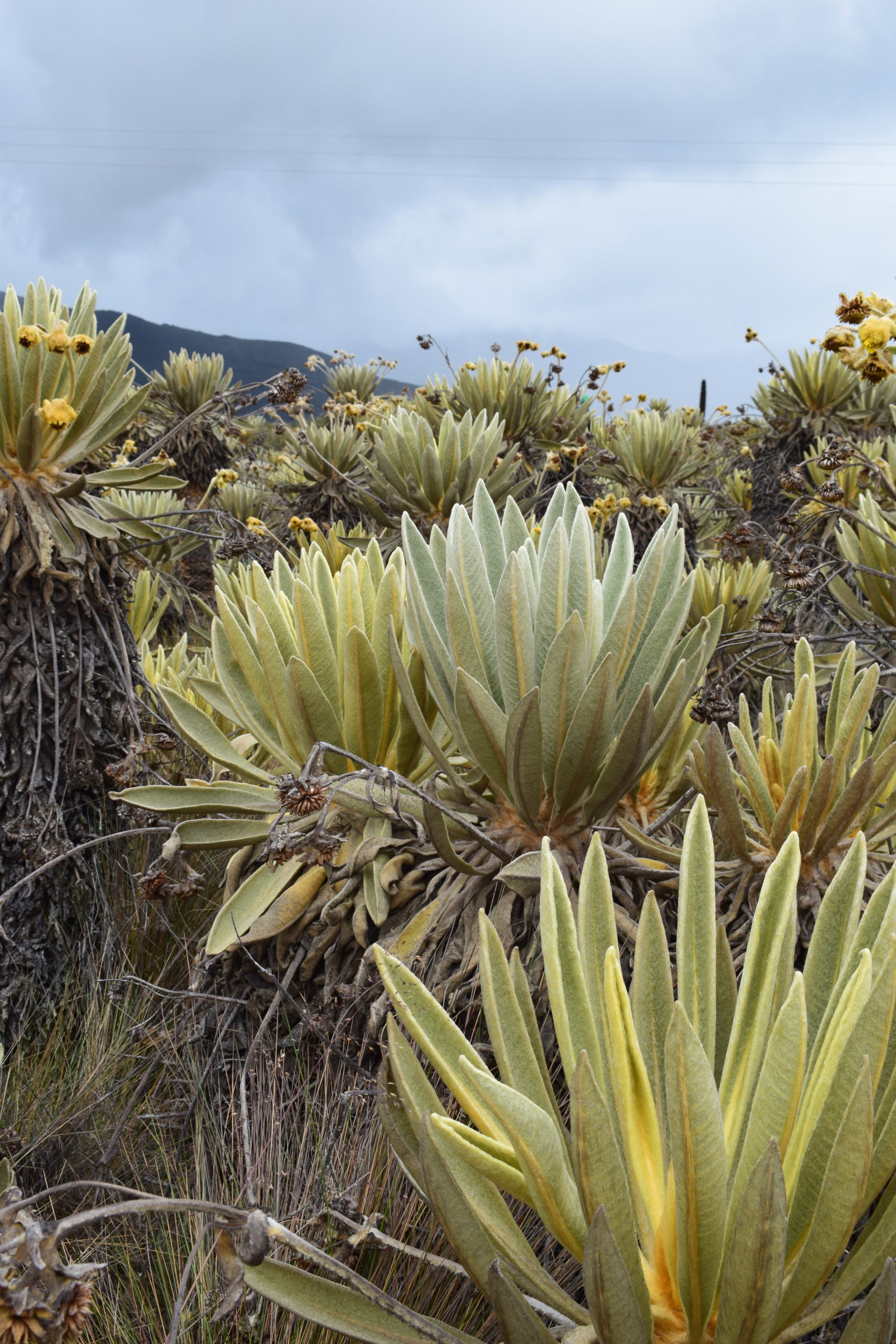 10 datos curiosos que no conocías de los Frailejones – La Supersona
